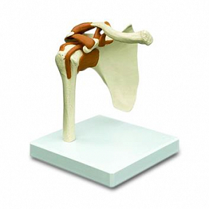 Anatomical Shoulder Joint Models | Medline Industries, Inc.
