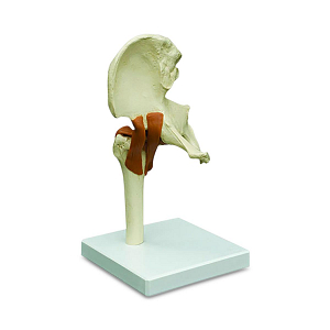 Fabrication Enterprises Anatomical Hip Joint Model | Medline Industries ...