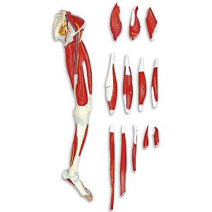 13-Part Leg Muscle Models | Medline Industries, Inc.
