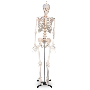 Human Skeleton with Removable Parts | Medline