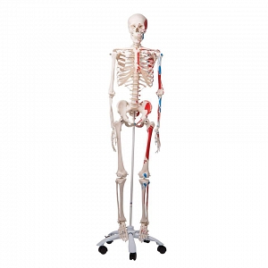 Nasco Advanced Skeleton with Muscles | Medline Industries, Inc.
