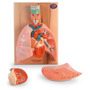 Nasco Cardiopulmonary System Model | Medline Industries, Inc.