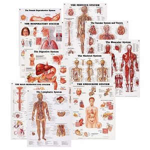 Artistic Anatomical Chart Sets | Medline Industries, Inc.