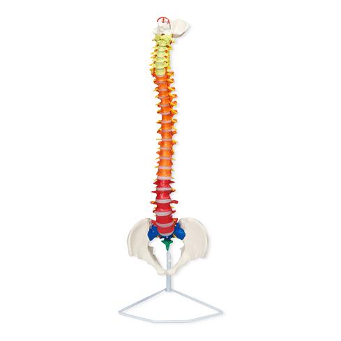 Nasco Color-Coded Flexible Vertebrae | Medline