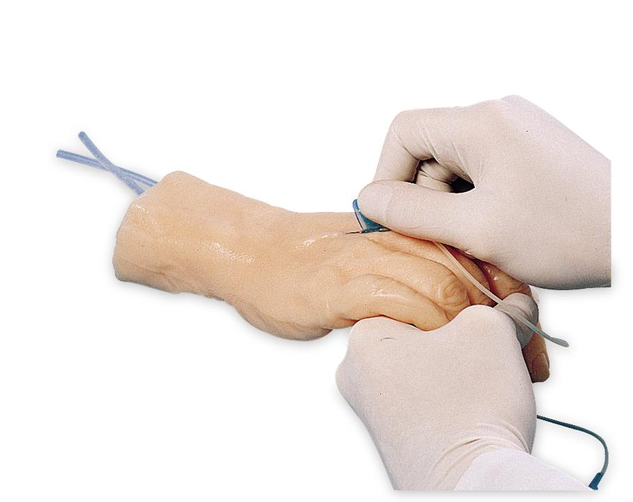 Venipuncture Training Model Hand | Medline