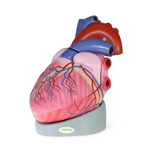 Pocket Nurse 4-Part Heart Dissection Models | Medline Industries, Inc.