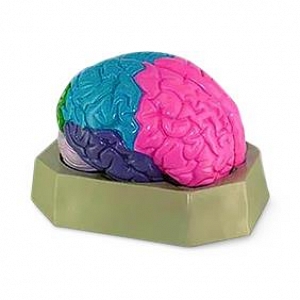 Pocket Nurse Colored Brain Models | Medline Industries, Inc.