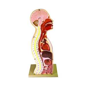 NG and Tracheostomy Teaching Torsos | Medline Industries, Inc.