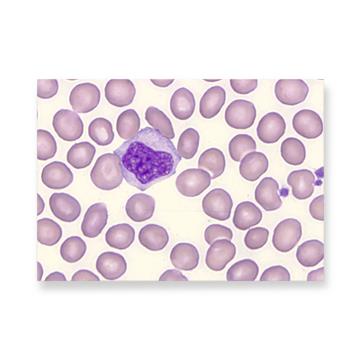 Epredia 3-Step Stain Kit | Medline