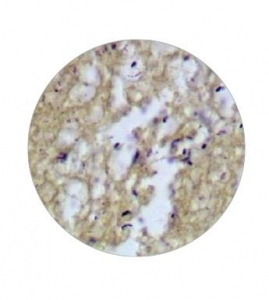 StatLab Gram Stain Kit | Medline