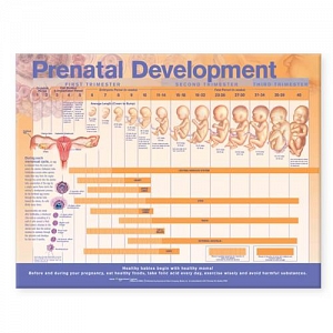 Prenatal Development Anatomical Chart | Medline Industries, Inc.