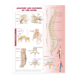 Anatomy and Injuries of the Spine Chart | Medline Industries, Inc.