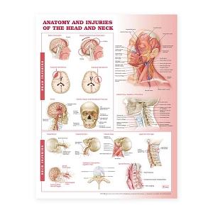 Anatomy and Injuries of the Head and Neck Chart | Medline Industries, Inc.