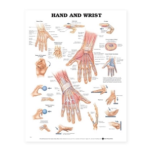 Hand and Wrist Anatomical Chart | Medline Industries, Inc.