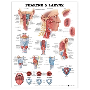 Pharynx and Larynx Anatomical Chart | Medline Industries, Inc.