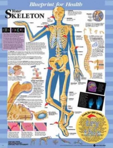 Blueprint for Health Anatomical Charts | Medline Industries, Inc.