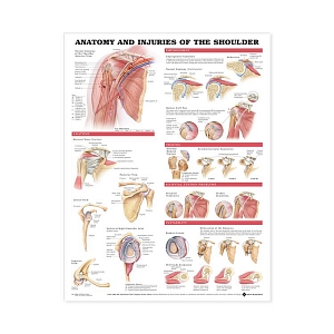 Anatomy and Injuries of the Shoulder Chart | Medline Industries, Inc.