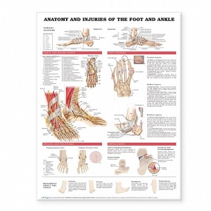 Anatomy and Injuries of the Foot and Ankle Chart | Medline Industries, Inc.