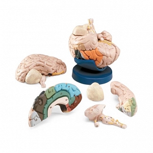 Brain Models | Medline Industries, Inc.