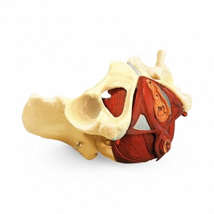Composite Pelvis and Pelvic Floor Model | Medline Industries, Inc.