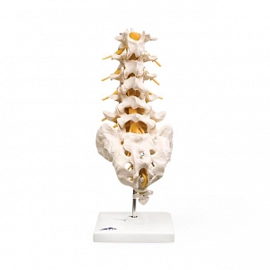 Spine Models | Medline Industries, Inc.