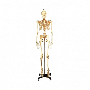 Stand for Budget Bucky Skeleton | Medline Industries, Inc.