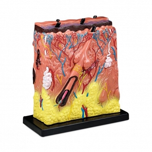 Budget Super Skin Model | Medline Industries, Inc.