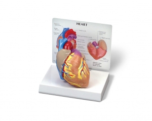 Normal Heart 3D Cutaway Educational Model | Medline Industries, Inc.