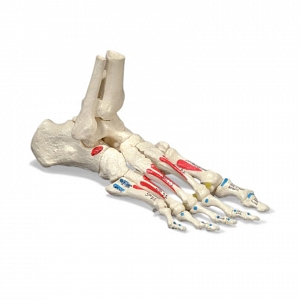 Elastic Foot Models | Medline Industries, Inc.