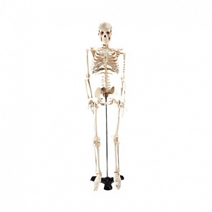 Mr. Thrifty Skeleton Models | Medline Industries, Inc.