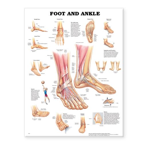 Foot and Ankle Anatomical Charts | Medline