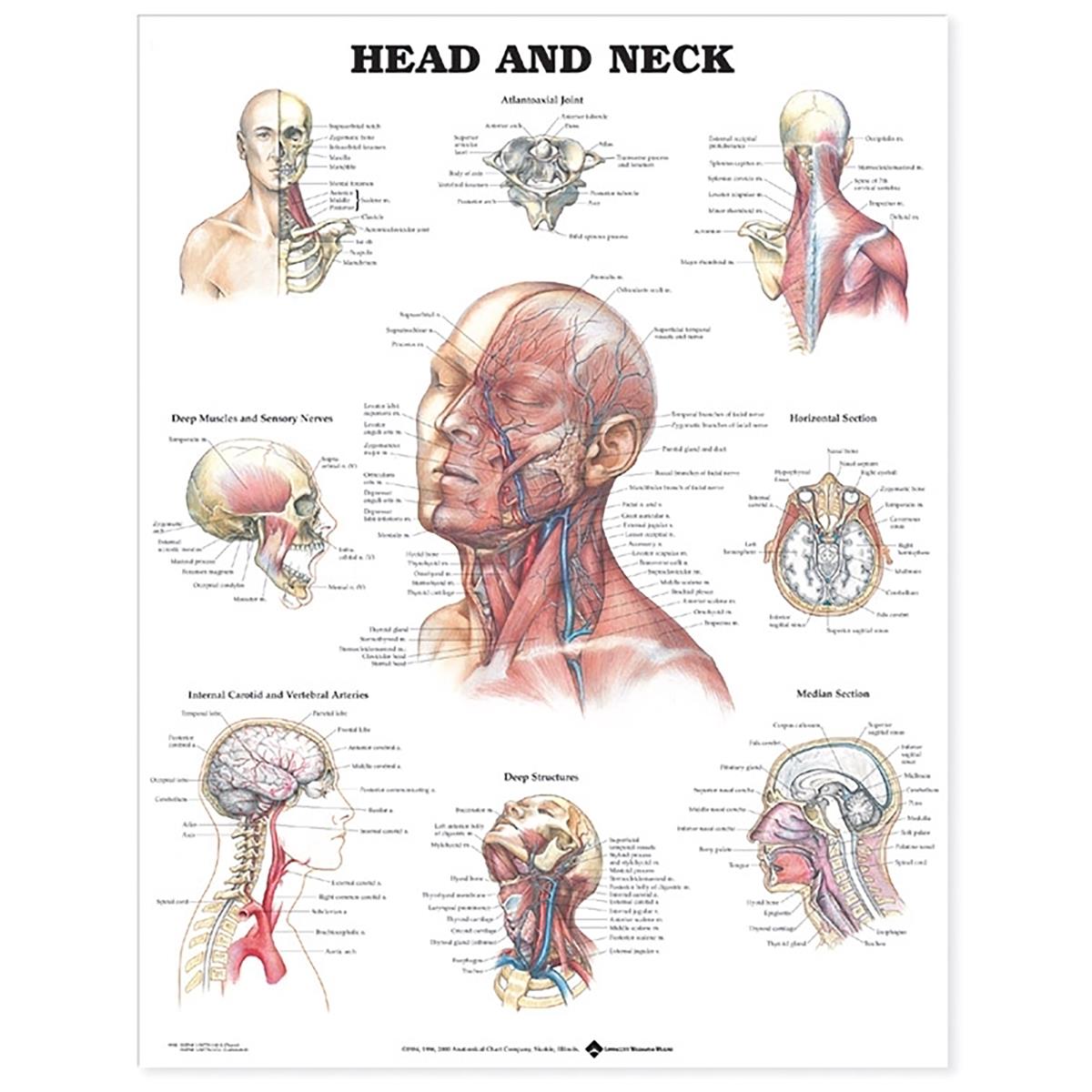 Head and Neck Anatomical Chart | Medline