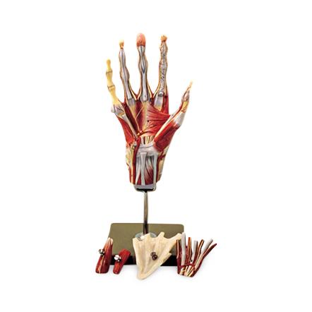 Muscled Joint Models | Medline