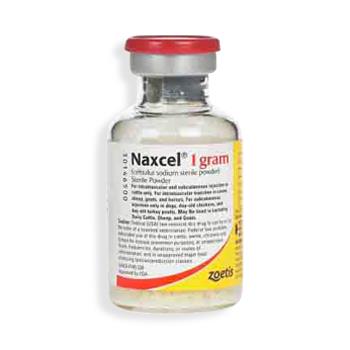 Naxcel Sterile Powder Antibiotic | Medline